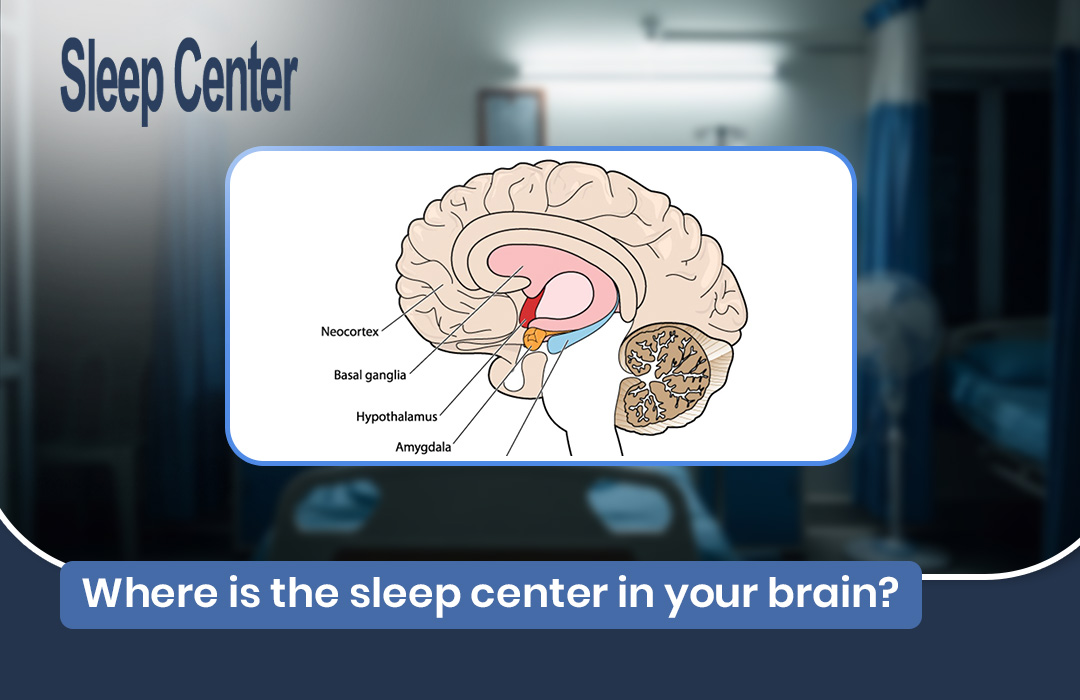 Where is the sleep center in your brain? - sleep center